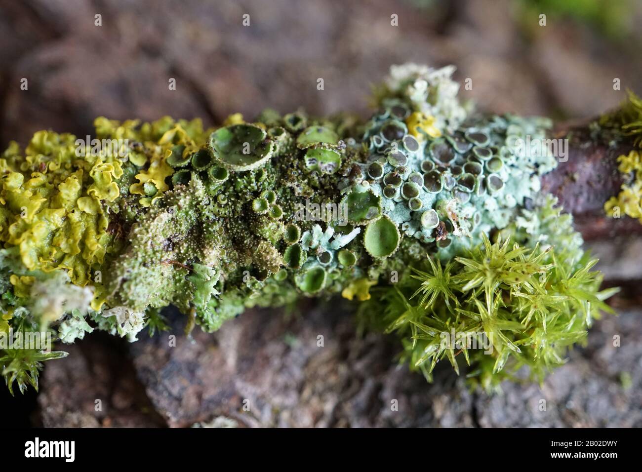 Various lichens growing on a branch in the woods Stock Photo - Alamy