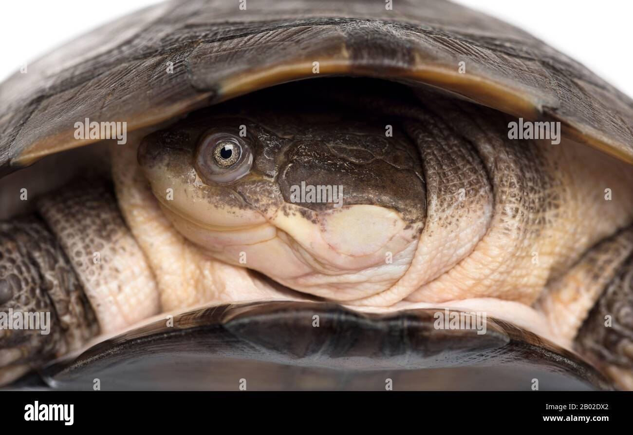 Close-up of an African helmeted turtle's head, Pelomedusa subrufa Stock ...