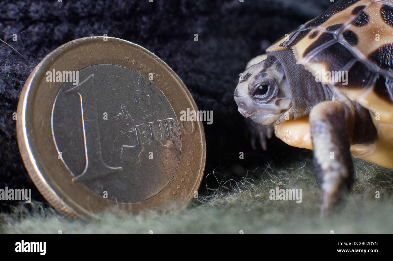 Hanover, Germany. 18th Feb, 2020. A three-day-old Madagascan spider ...