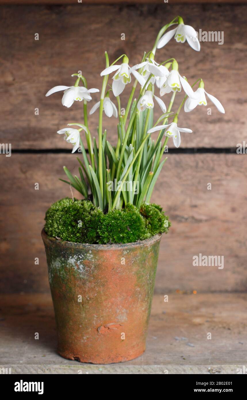 Potted plant of snowdrops hi-res stock photography and images - Alamy