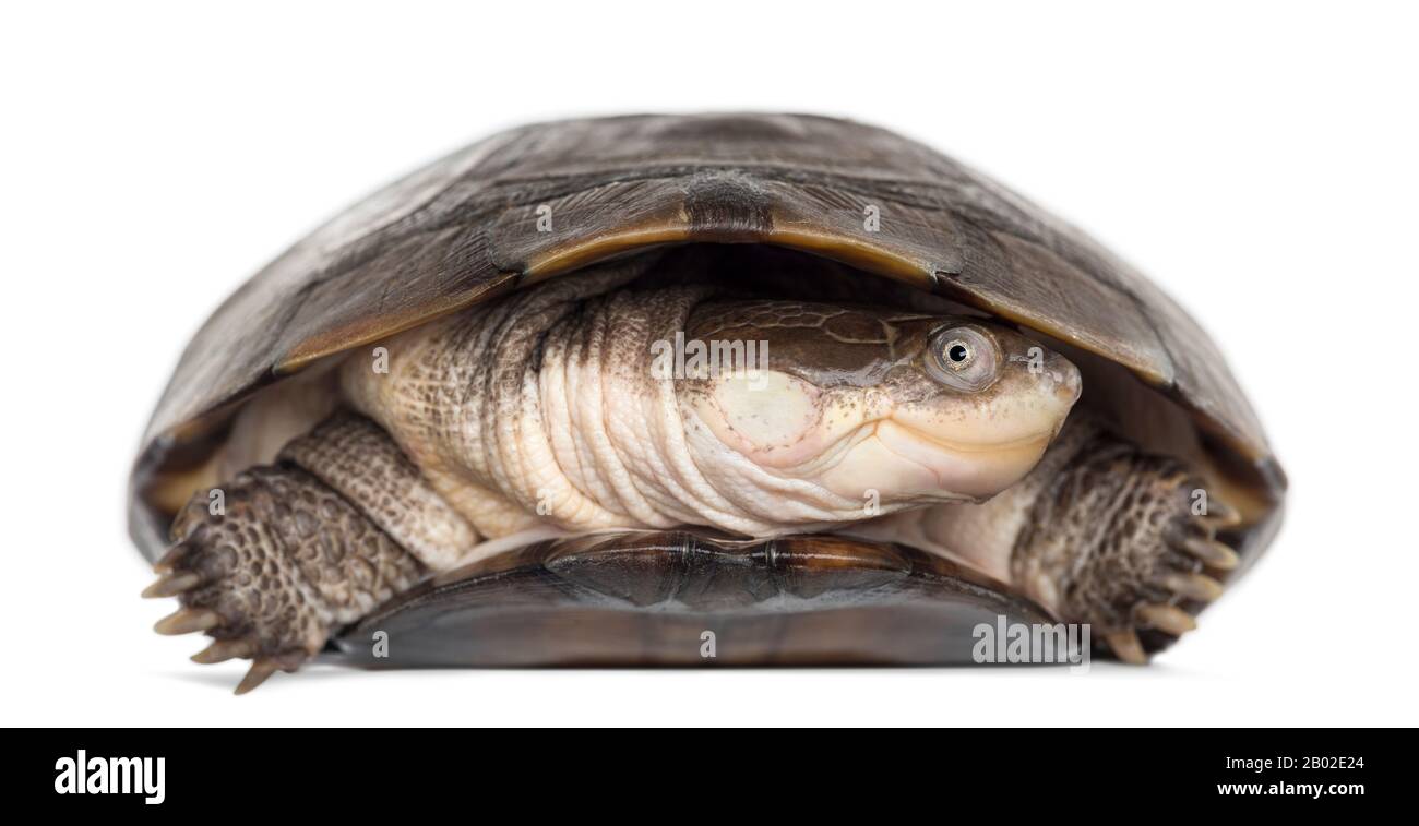 Turtle hiding hi-res stock photography and images - Alamy