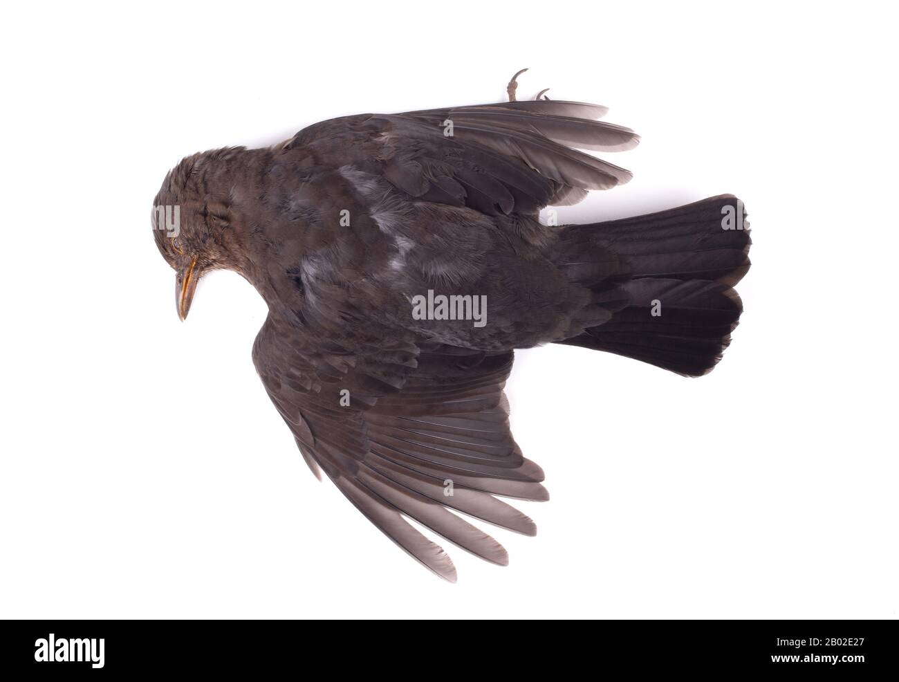 Dead blackbird hi-res stock photography and images - Alamy