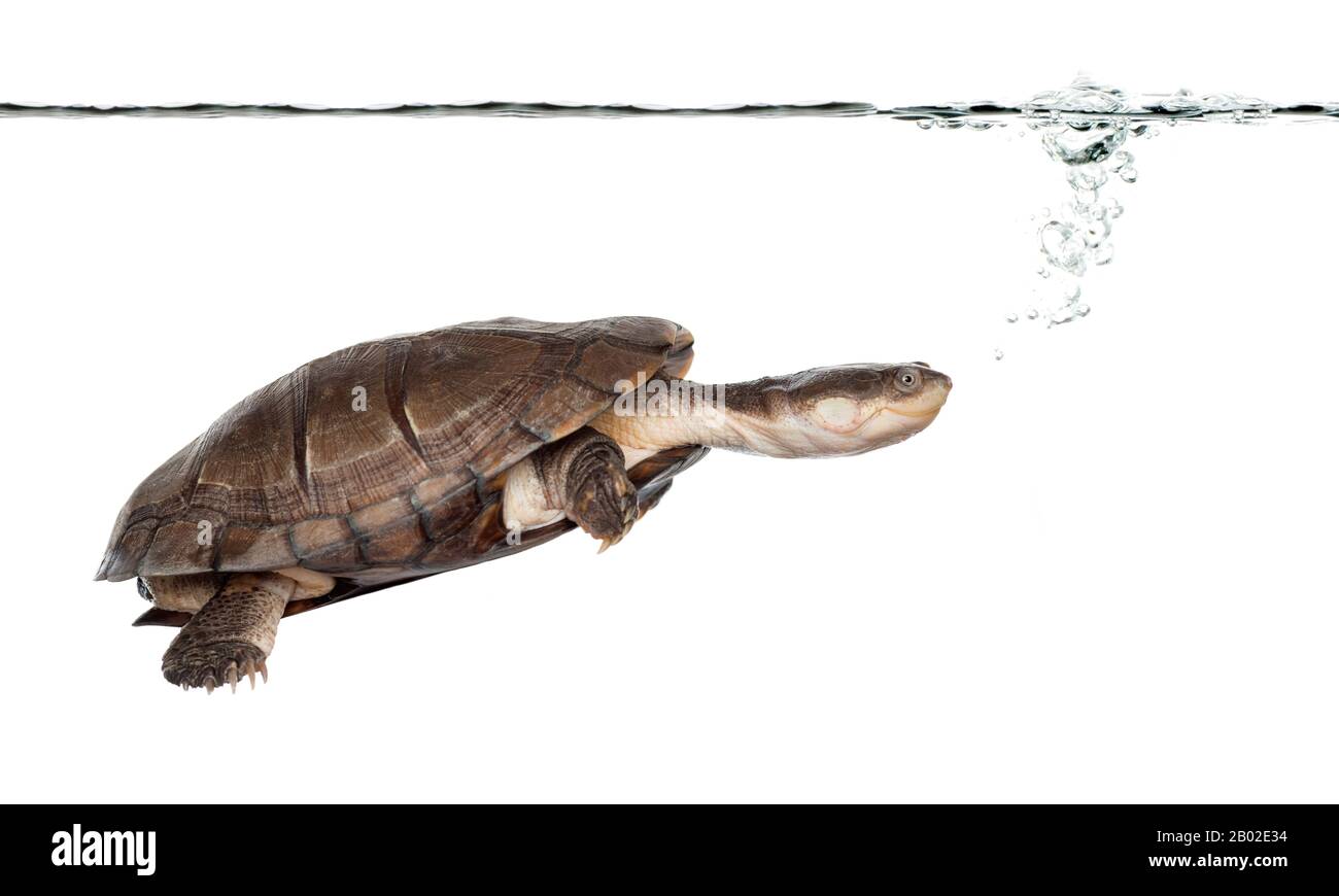 Helmeted turtle pelomedusa subrufa hi-res stock photography and images ...