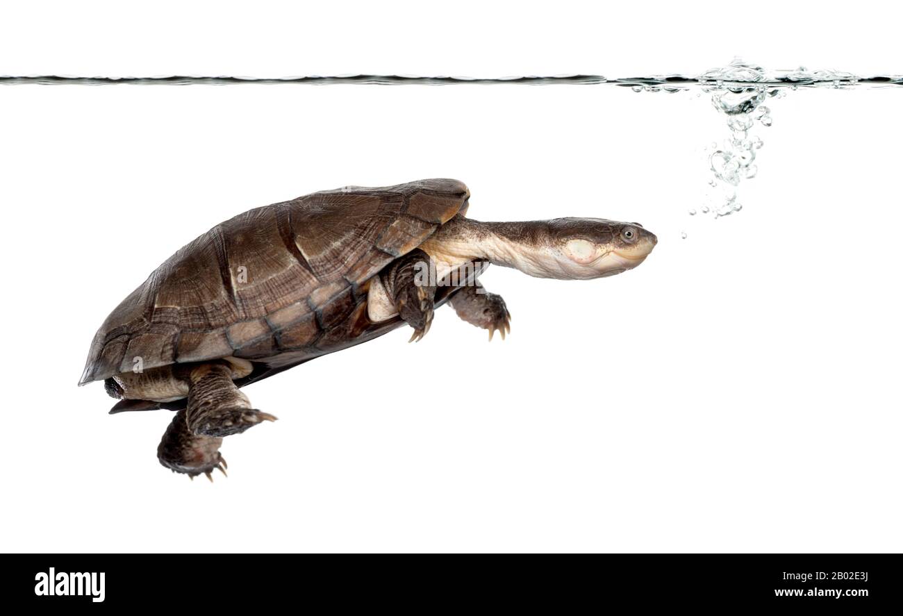 Side view of an African helmeted turtle under water, Pelomedusa subrufa ...