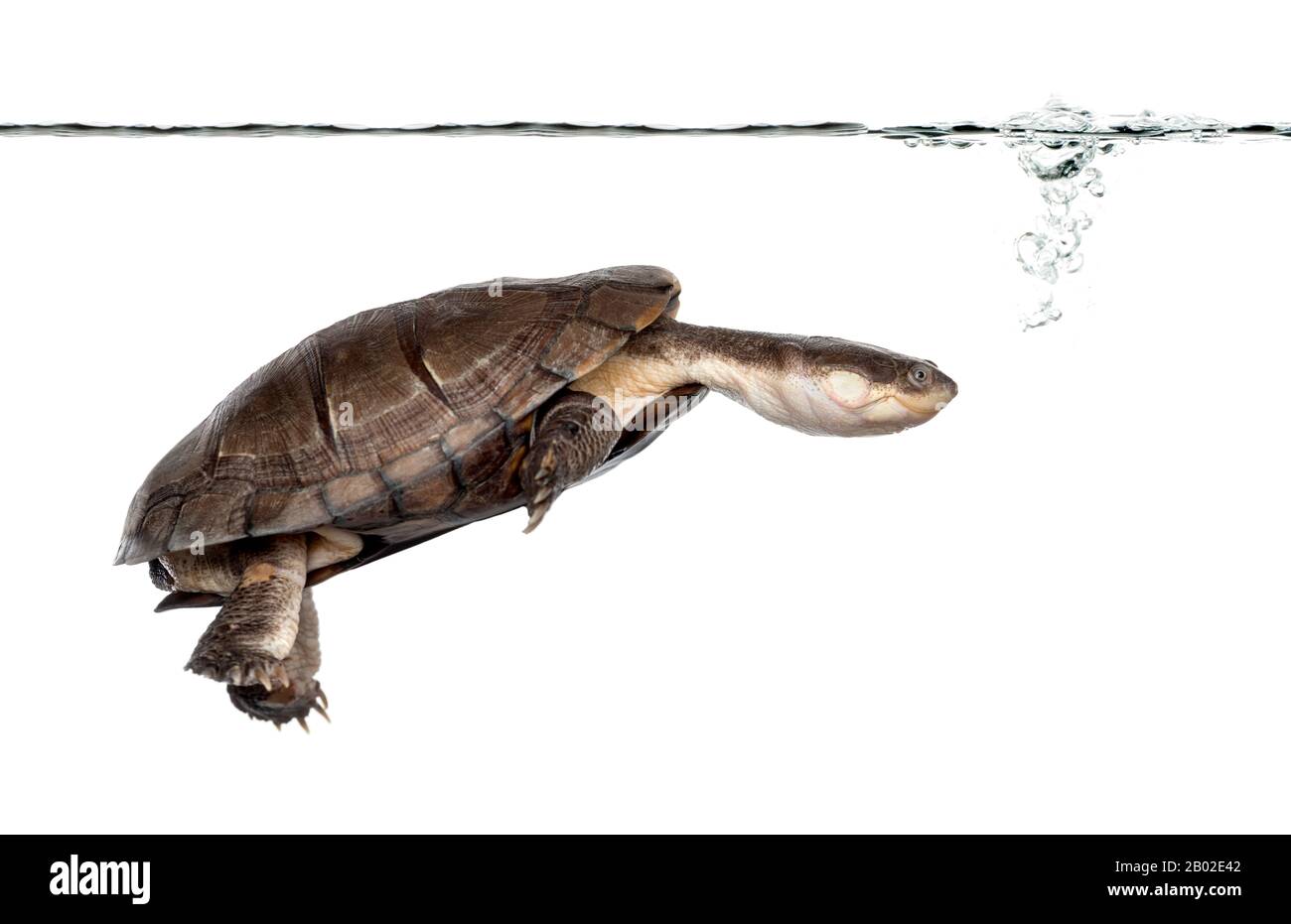 Side view of an African helmeted turtle under water, Pelomedusa subrufa ...