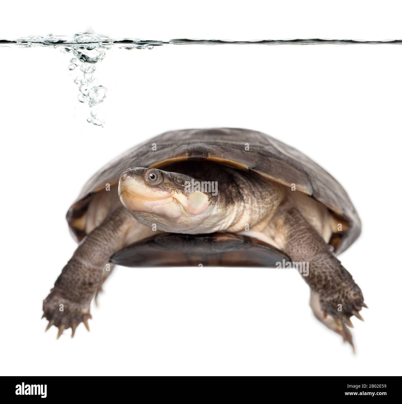 Front view of an African helmeted turtle under water, Pelomedusa ...