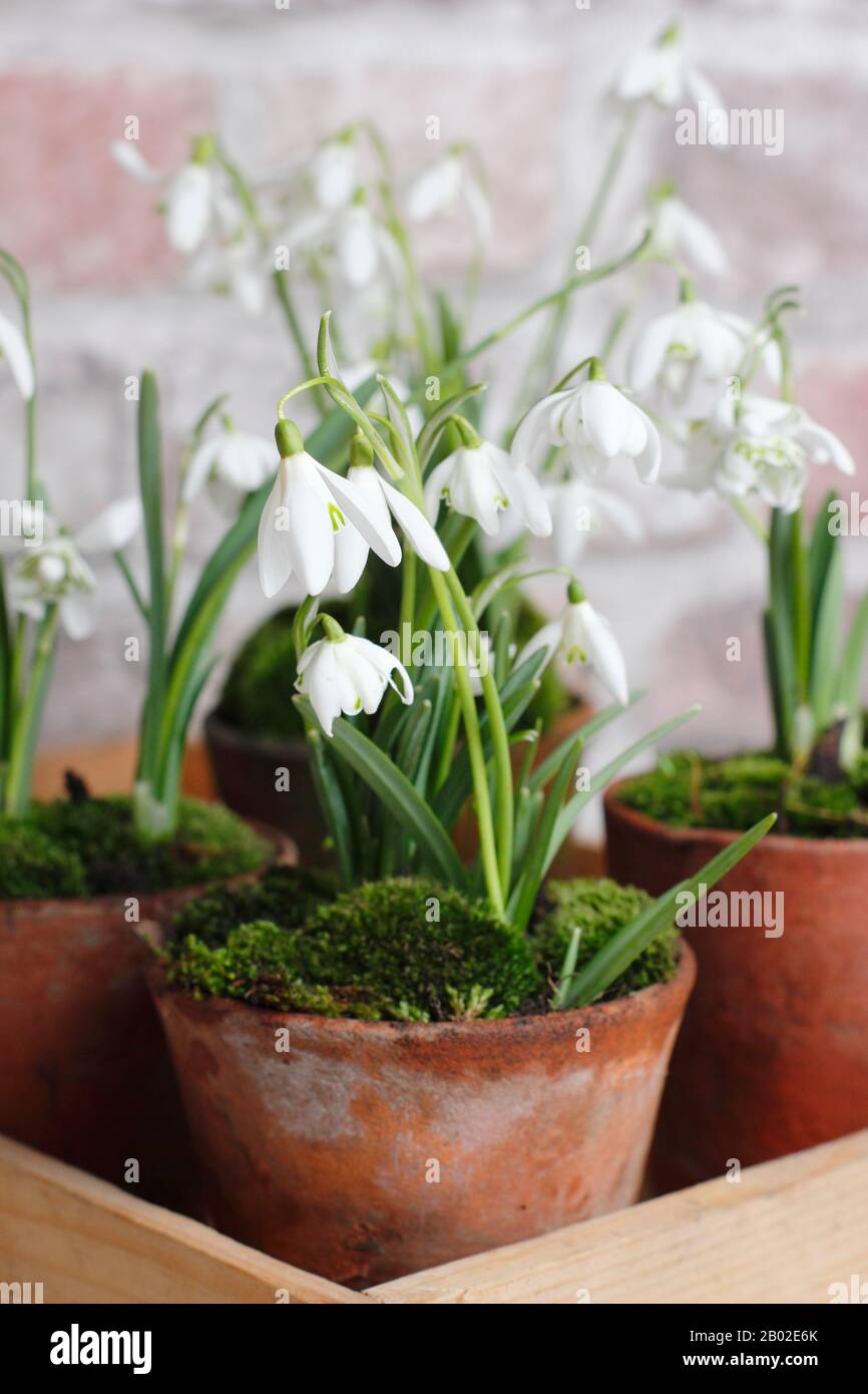 Pots galanthus nivalis hi-res stock photography and images - Alamy