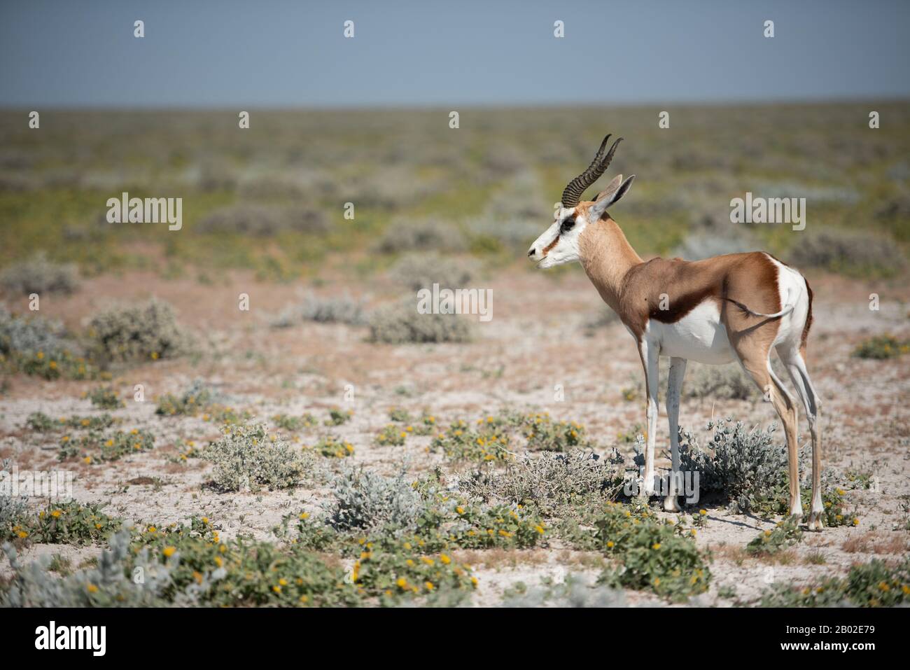 Springbok ears hi-res stock photography and images - Alamy