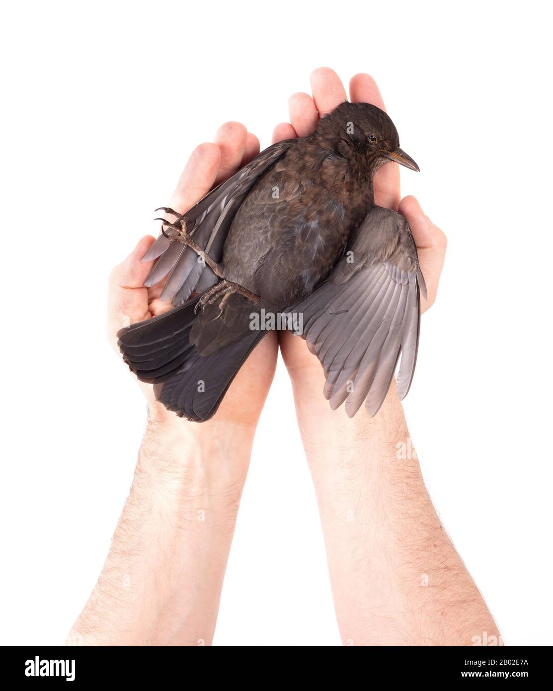 Adult holding a dead blackbird isolated on a white background Stock ...