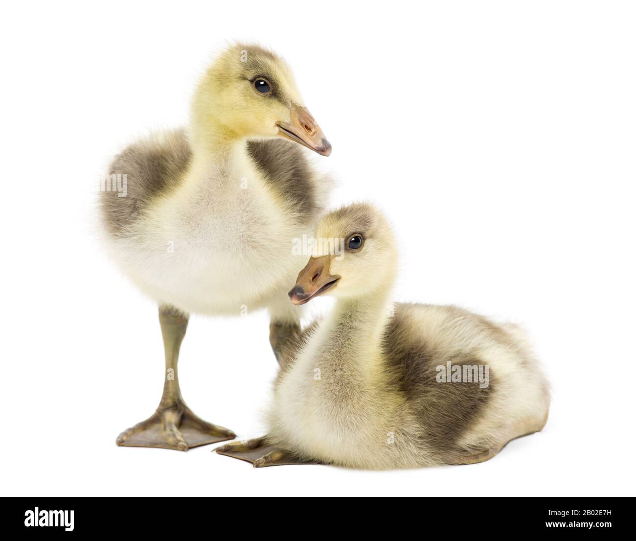 Two headed animals hi-res stock photography and images - Alamy