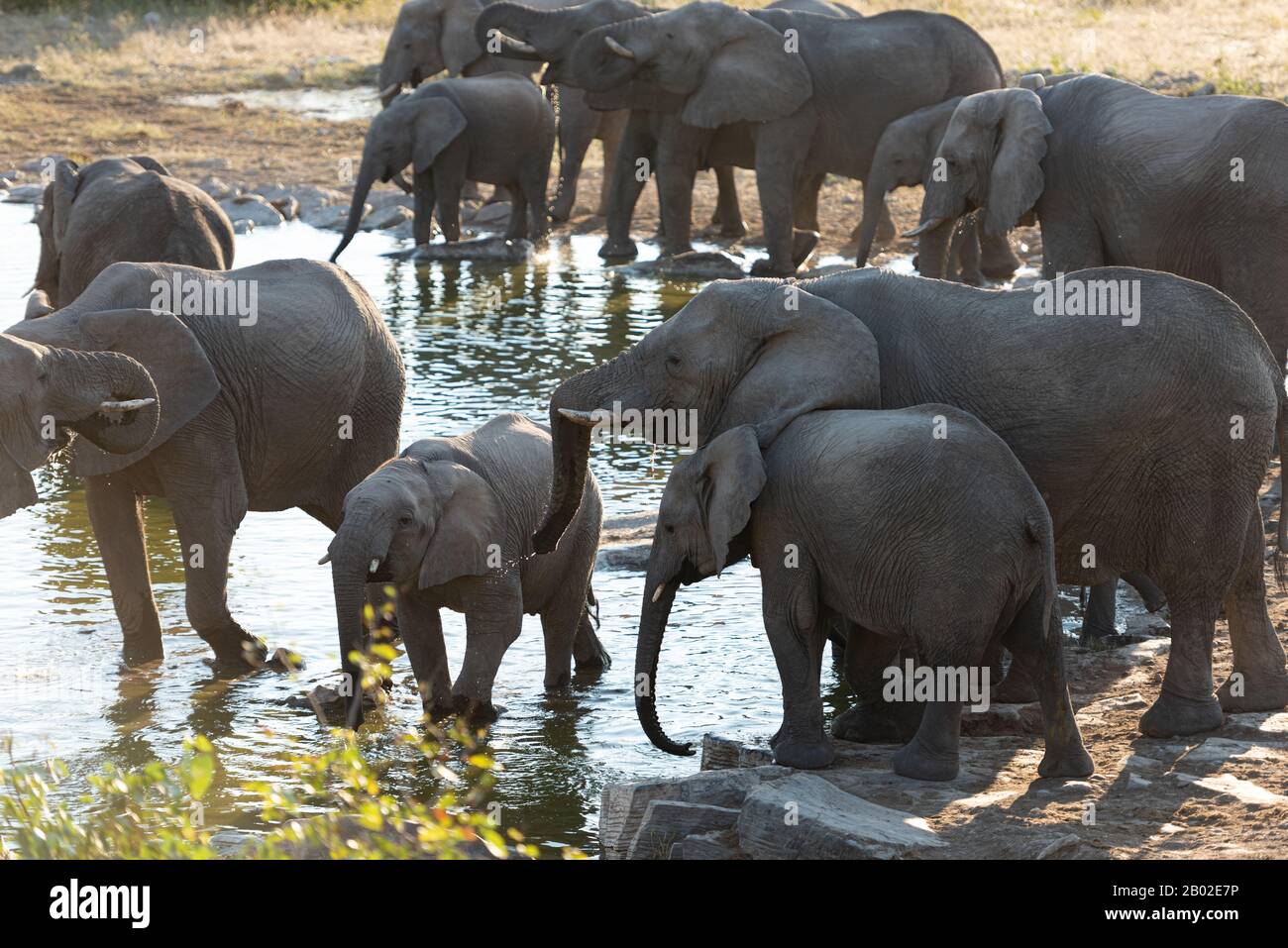 Elephants in namibia hi-res stock photography and images - Alamy