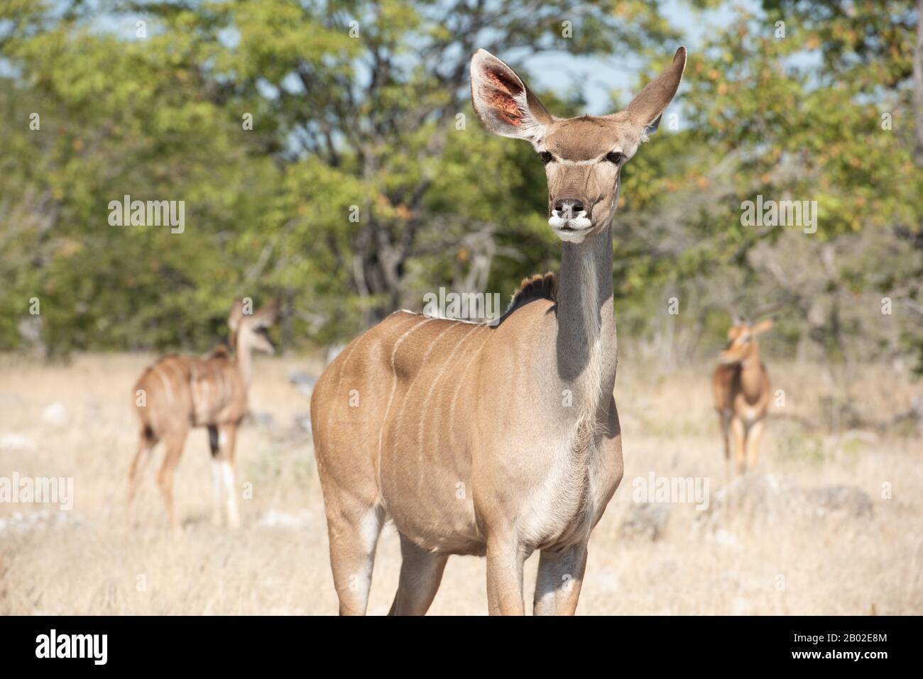 Kundu hi-res stock photography and images - Alamy