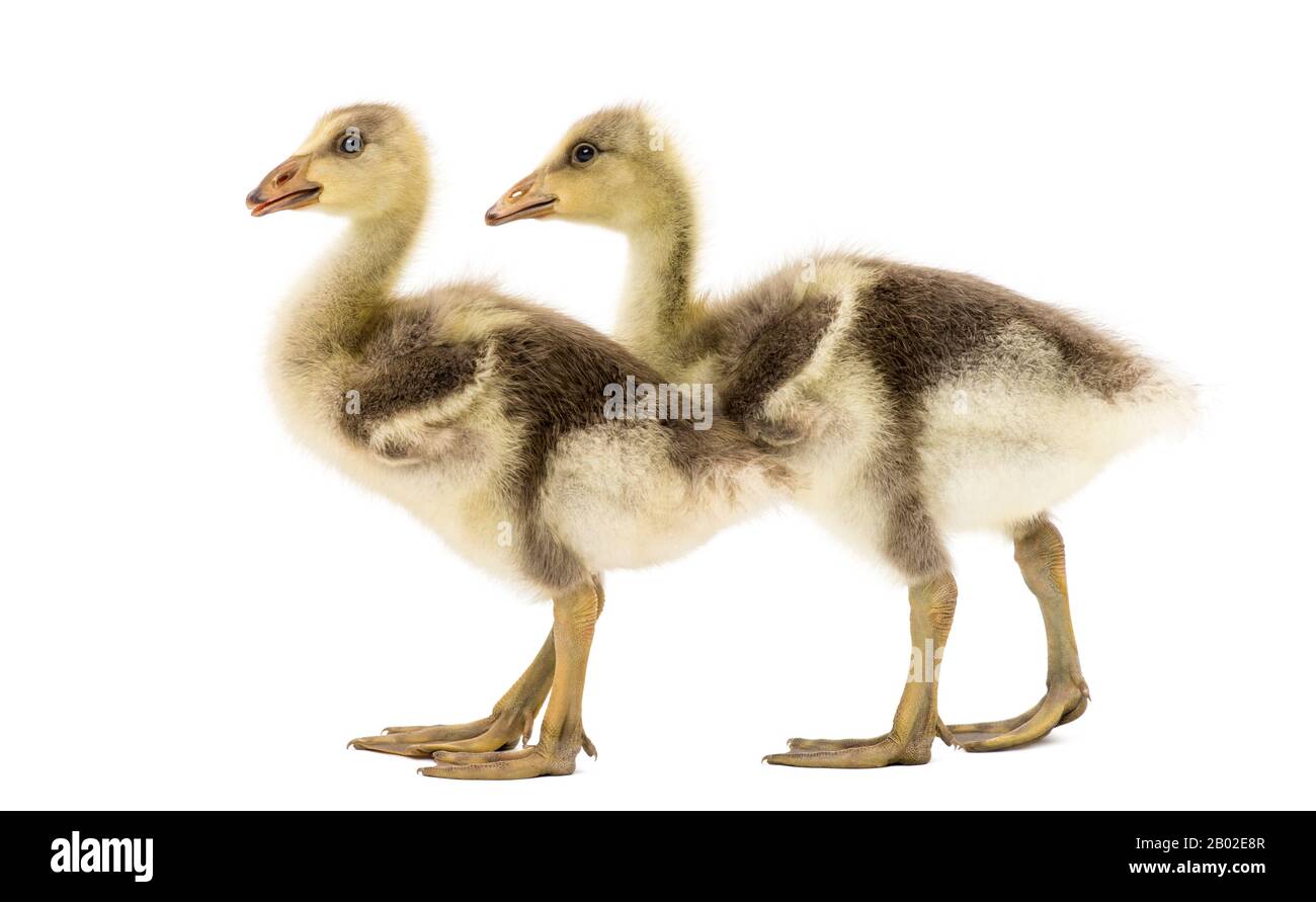 Goose side profile Cut Out Stock Images & Pictures - Alamy