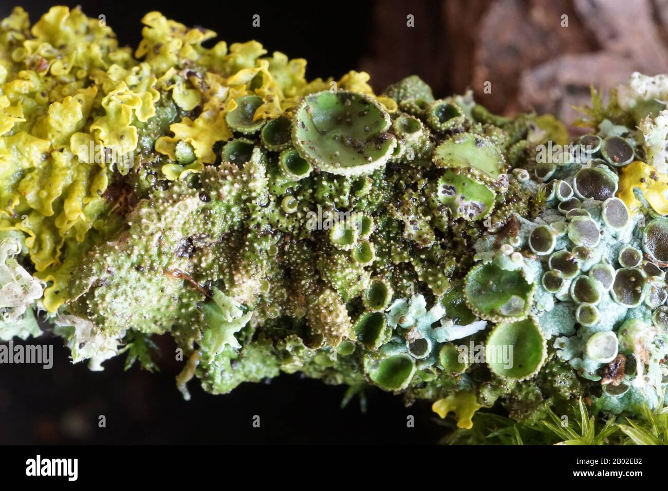 Various lichens growing on a branch in the woods Stock Photo - Alamy