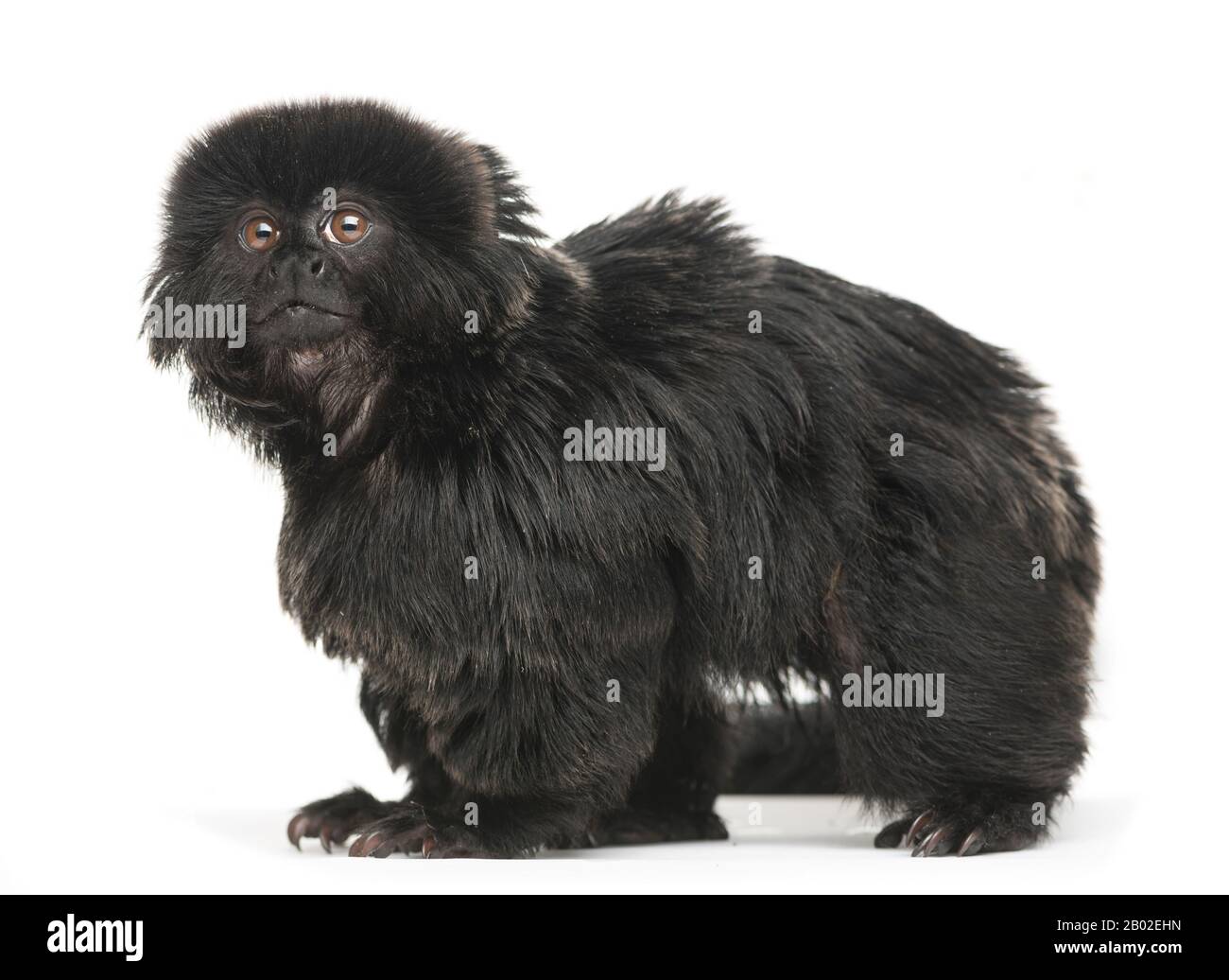 Goeldi's marmoset, Callimico goeldii, 7 years old, isolated on white ...