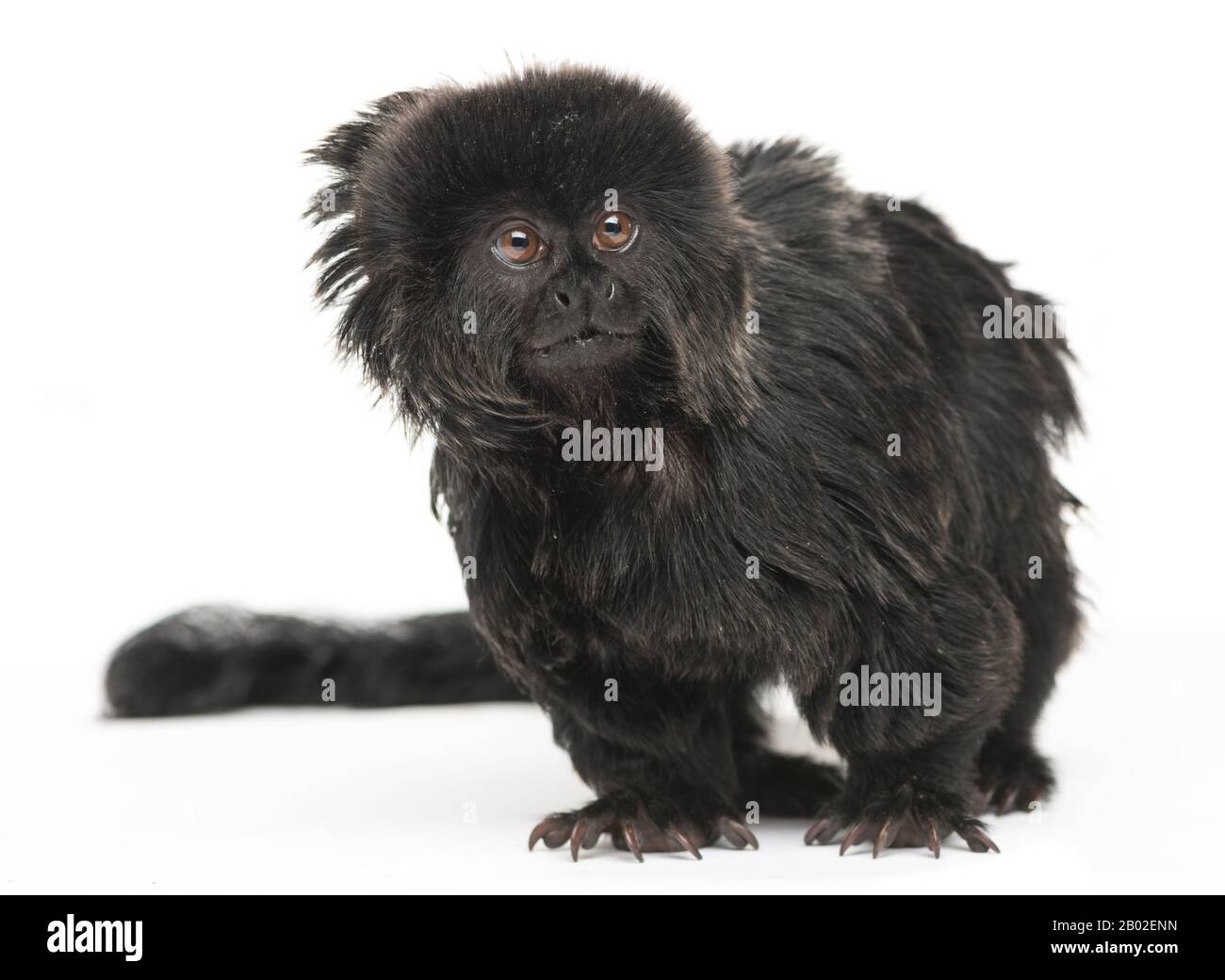 Goeldi's marmoset, Callimico goeldii, 7 years old, isolated on white ...