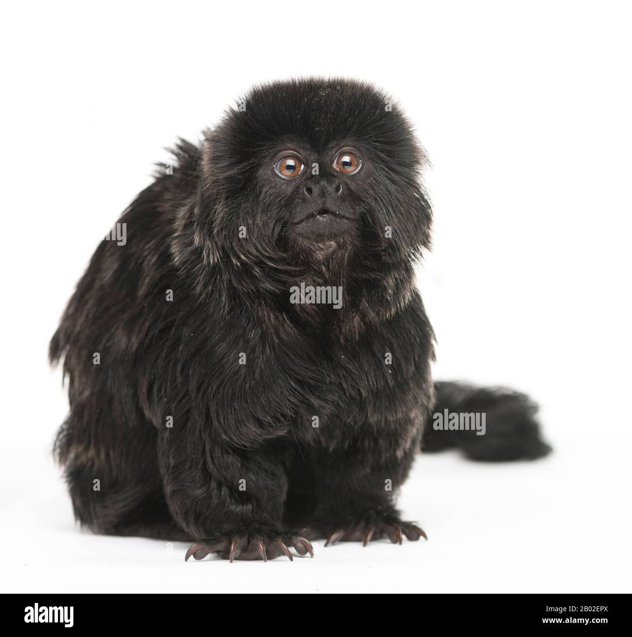 Goeldi's marmoset, Callimico goeldii, 7 years old, isolated on white ...
