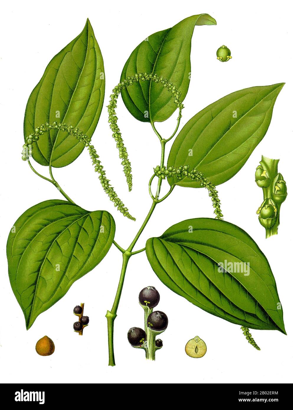 Known as a peppercorn hi-res stock photography and images - Alamy