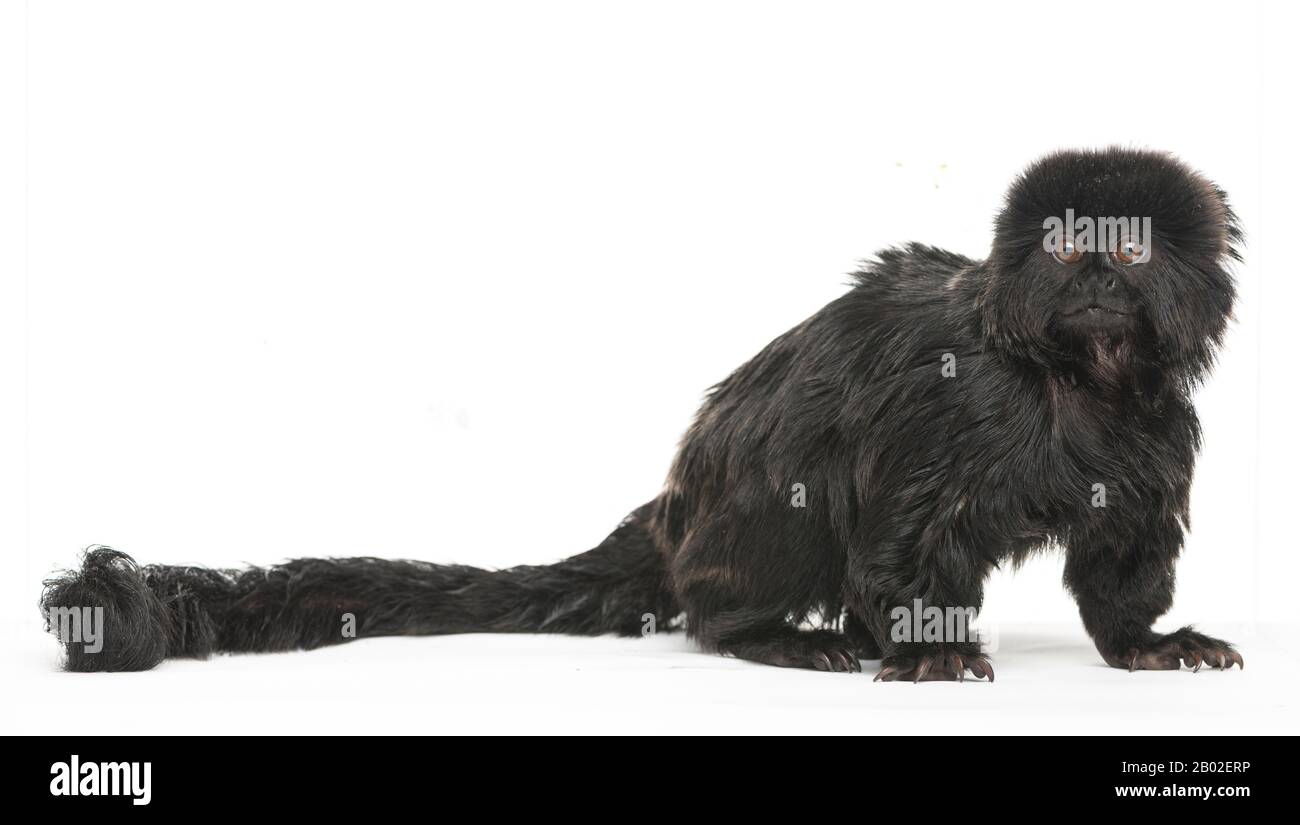 Goeldis monkey callimico goeldii hi-res stock photography and images ...