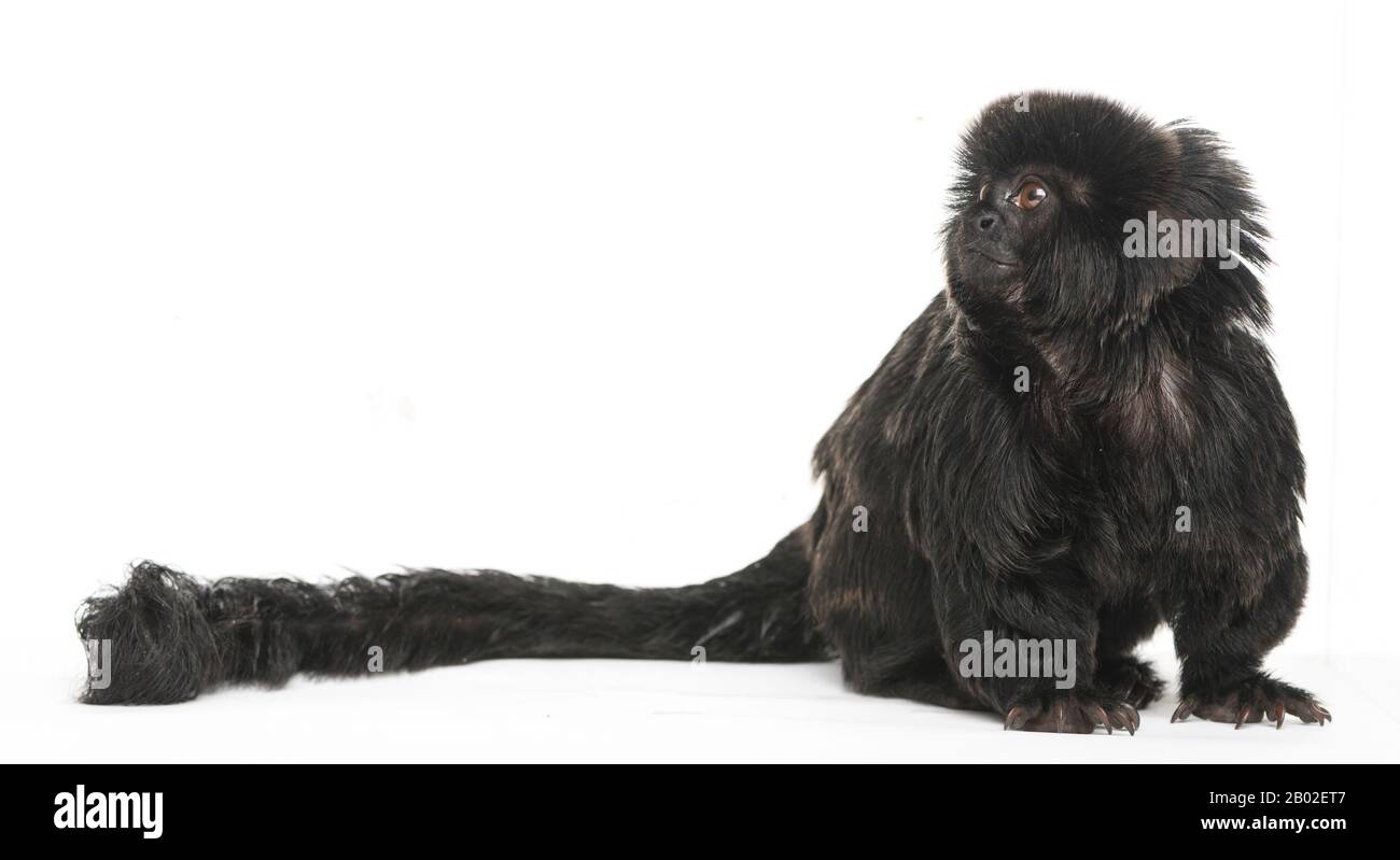 Goeldi's marmoset, Callimico goeldii, 7 years old, isolated on white ...