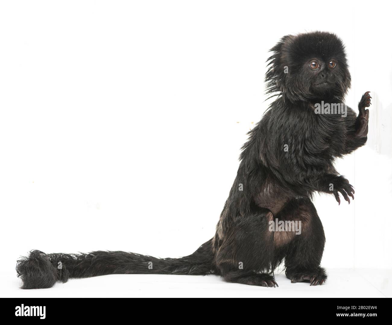 Goeldi's marmoset, Callimico goeldii, 7 years old, isolated on white ...