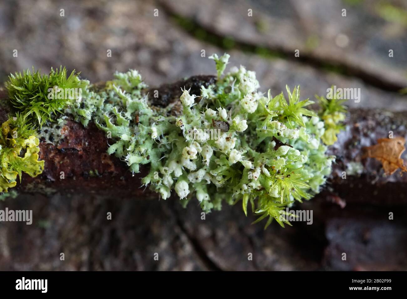 Bright Orange Lichen Colony On High Resolution Stock Photography and ...