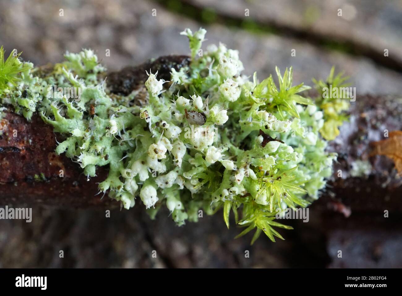 Various lichens growing on a branch in the woods Stock Photo - Alamy