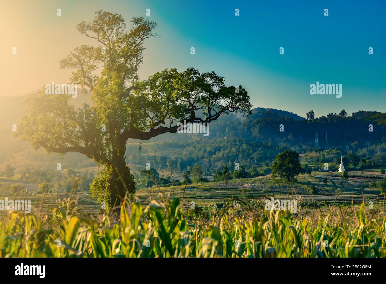 Myanmar Landscape Single tree at sunset near Nam Tok waterfall Hsipaw ...