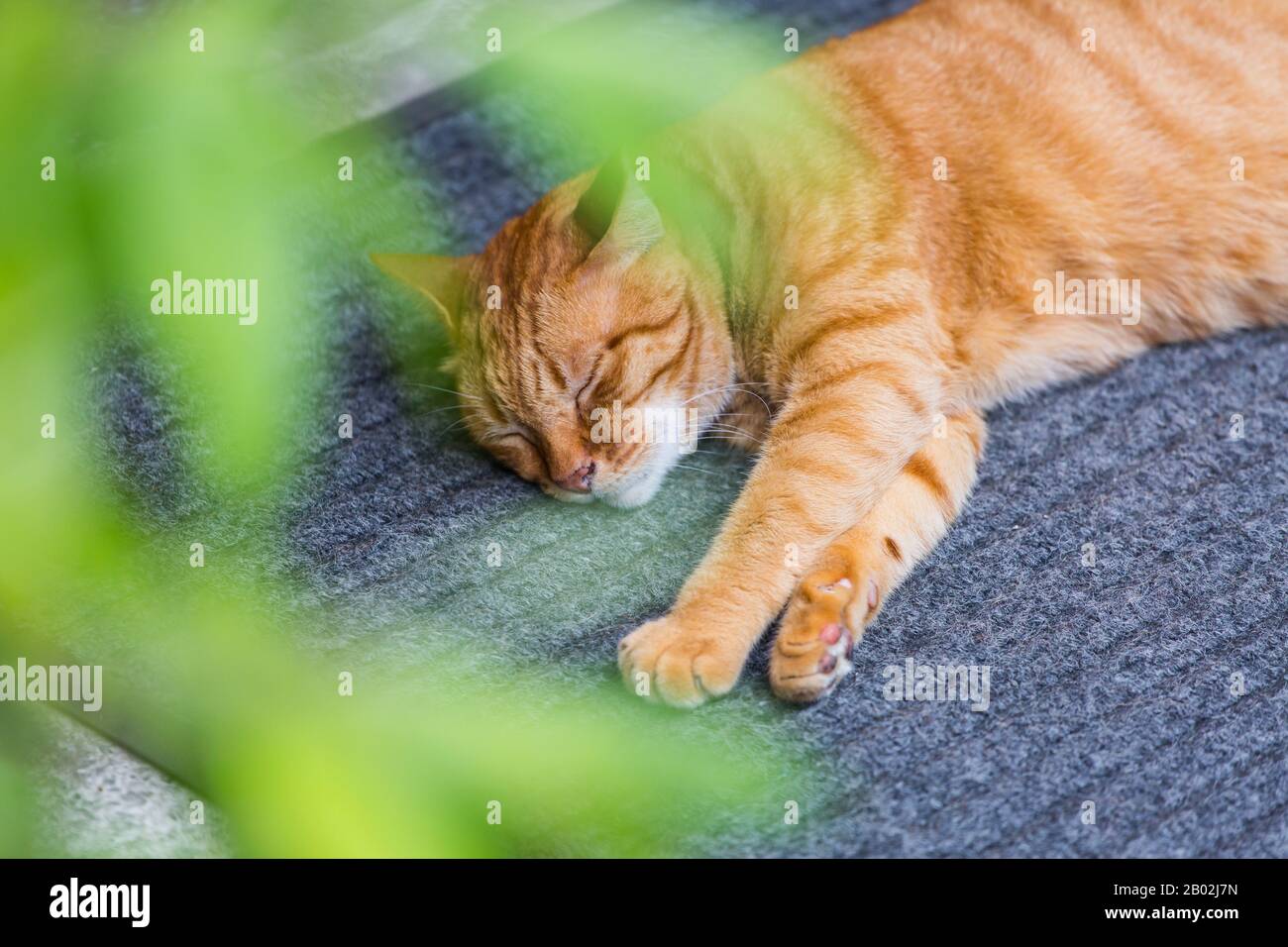 Sleeping on the mat hi-res stock photography and images - Alamy