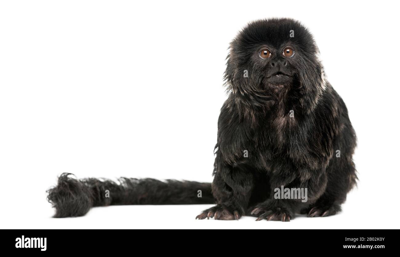 Goeldi's marmoset sitting, looking up, Callimico goeldii, 7 years old ...
