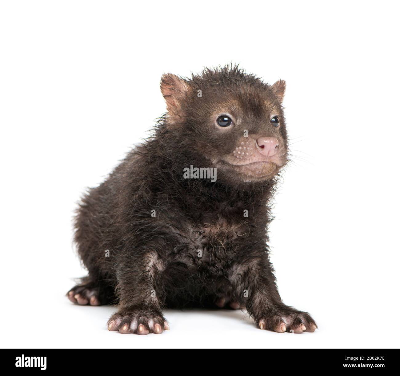 Bush dog puppy, isolated on white Stock Photo - Alamy