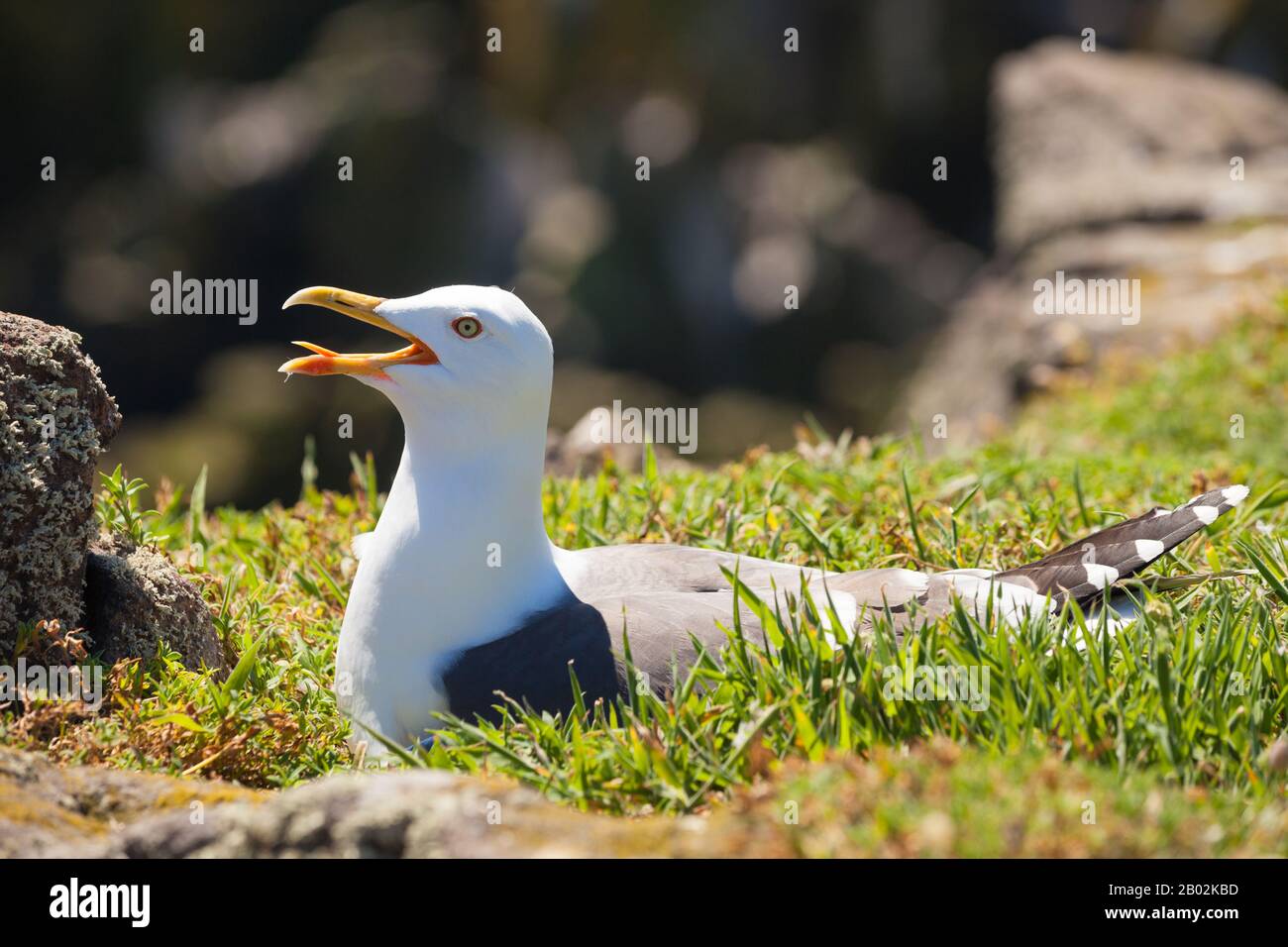 A Lesser black-backed gull (Larus fuscus) sitting on it's nest with it ...