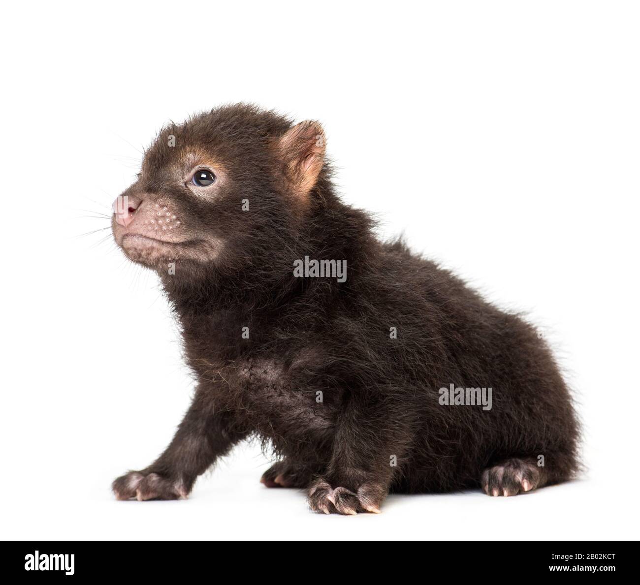 Bush dog puppy, isolated on white Stock Photo - Alamy