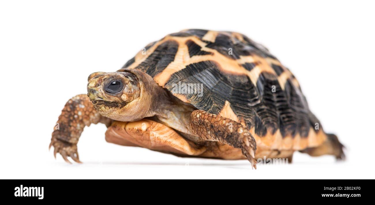 Spider tortoise pyxis arachnoides hi-res stock photography and images ...