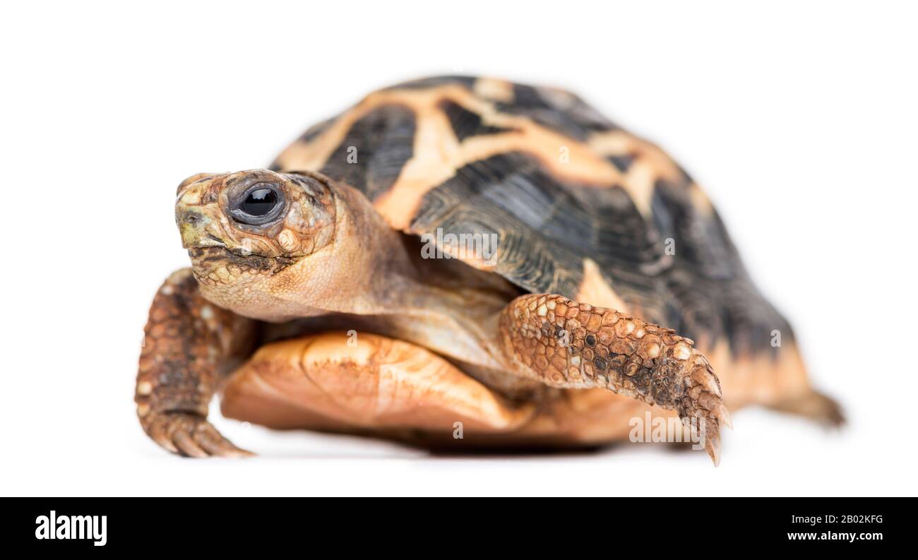 Spider tortoise pyxis arachnoides hi-res stock photography and images ...