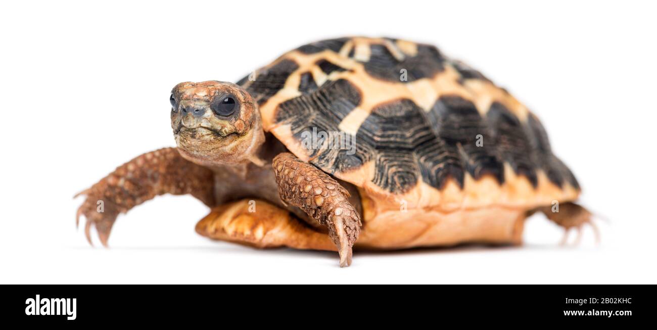 Pyxis arachnoides arachnoides hi-res stock photography and images - Alamy