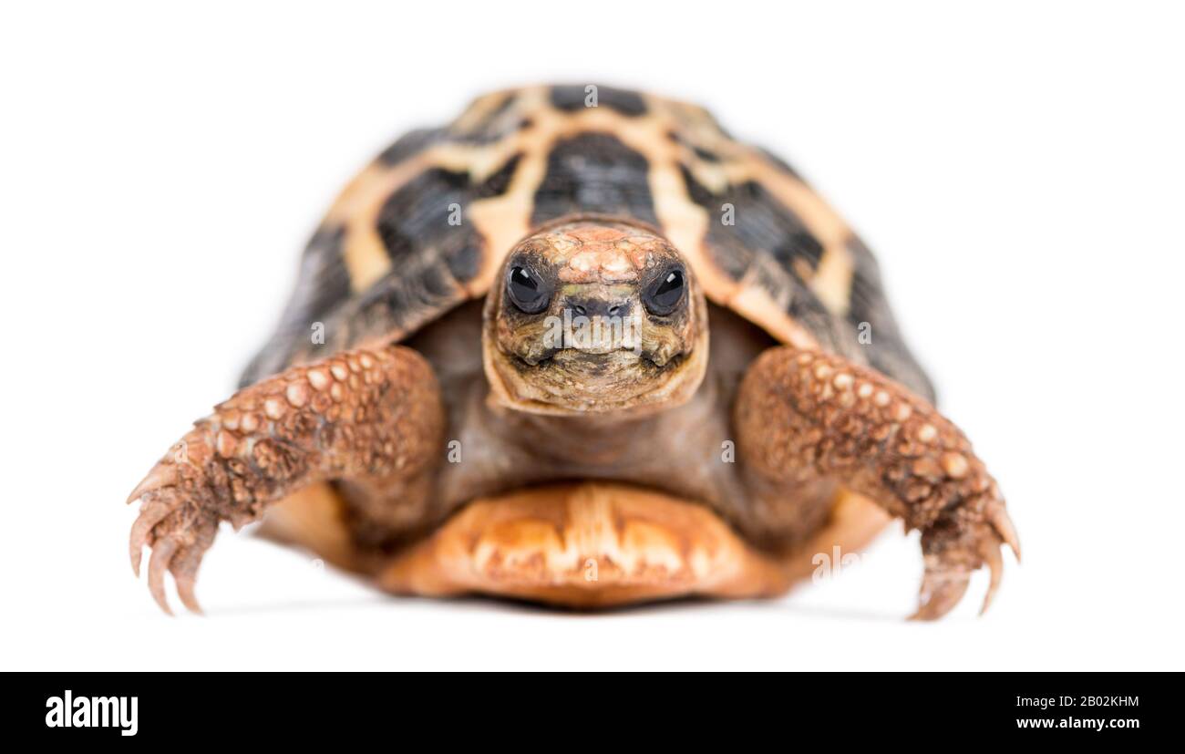 Spider tortoise pyxis arachnoides hi-res stock photography and images ...