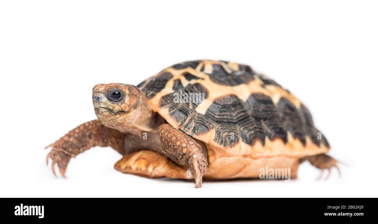 Spider Tortoise, Pyxis arachnoides, isolated on white Stock Photo - Alamy