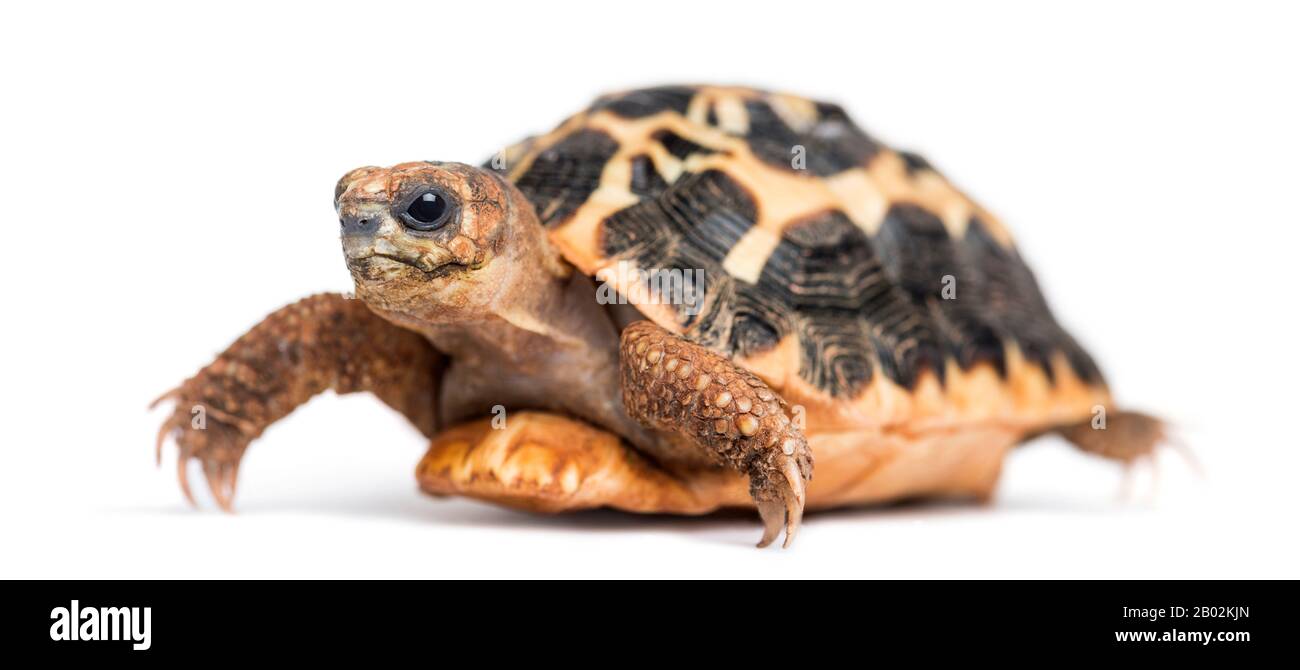Spider Tortoise, Pyxis arachnoides, isolated on white Stock Photo - Alamy