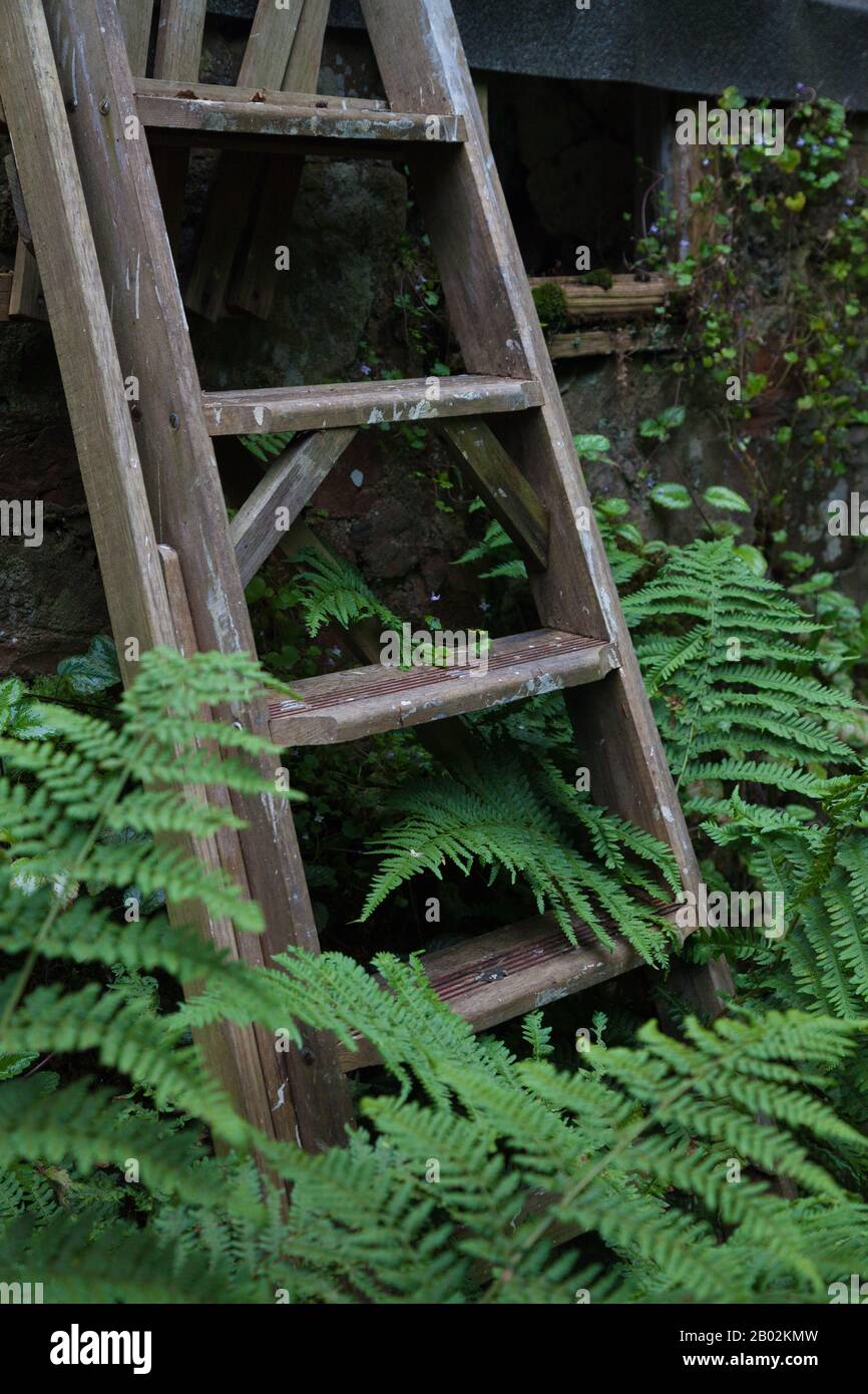 Wooden ladders hi-res stock photography and images - Alamy
