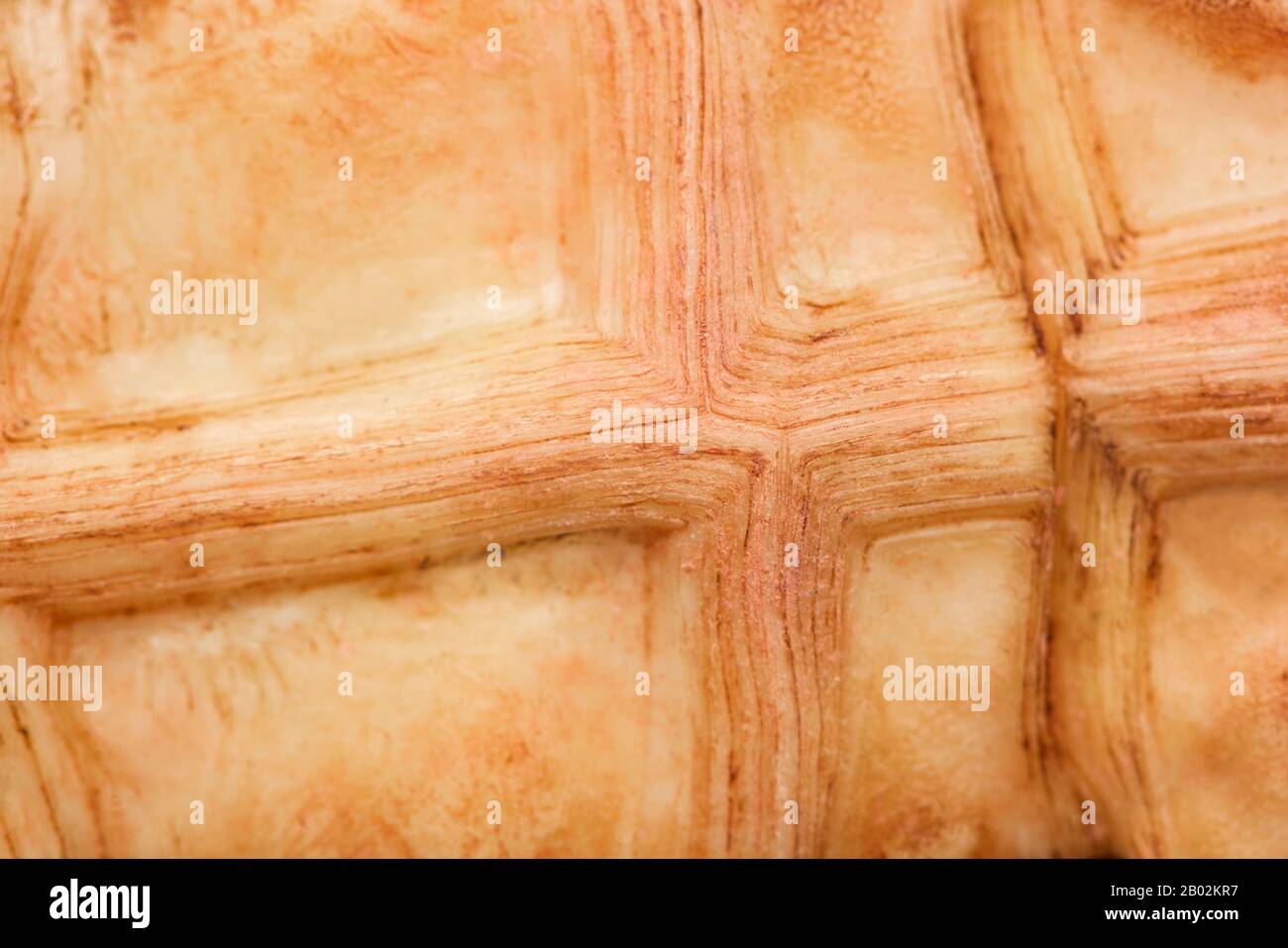 Spider tortoise pyxis arachnoides hi-res stock photography and images ...