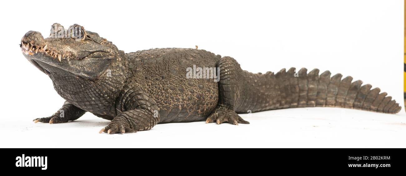 Dwarf crocodile, Osteolaemus tetraspis, isolated on white Stock Photo ...