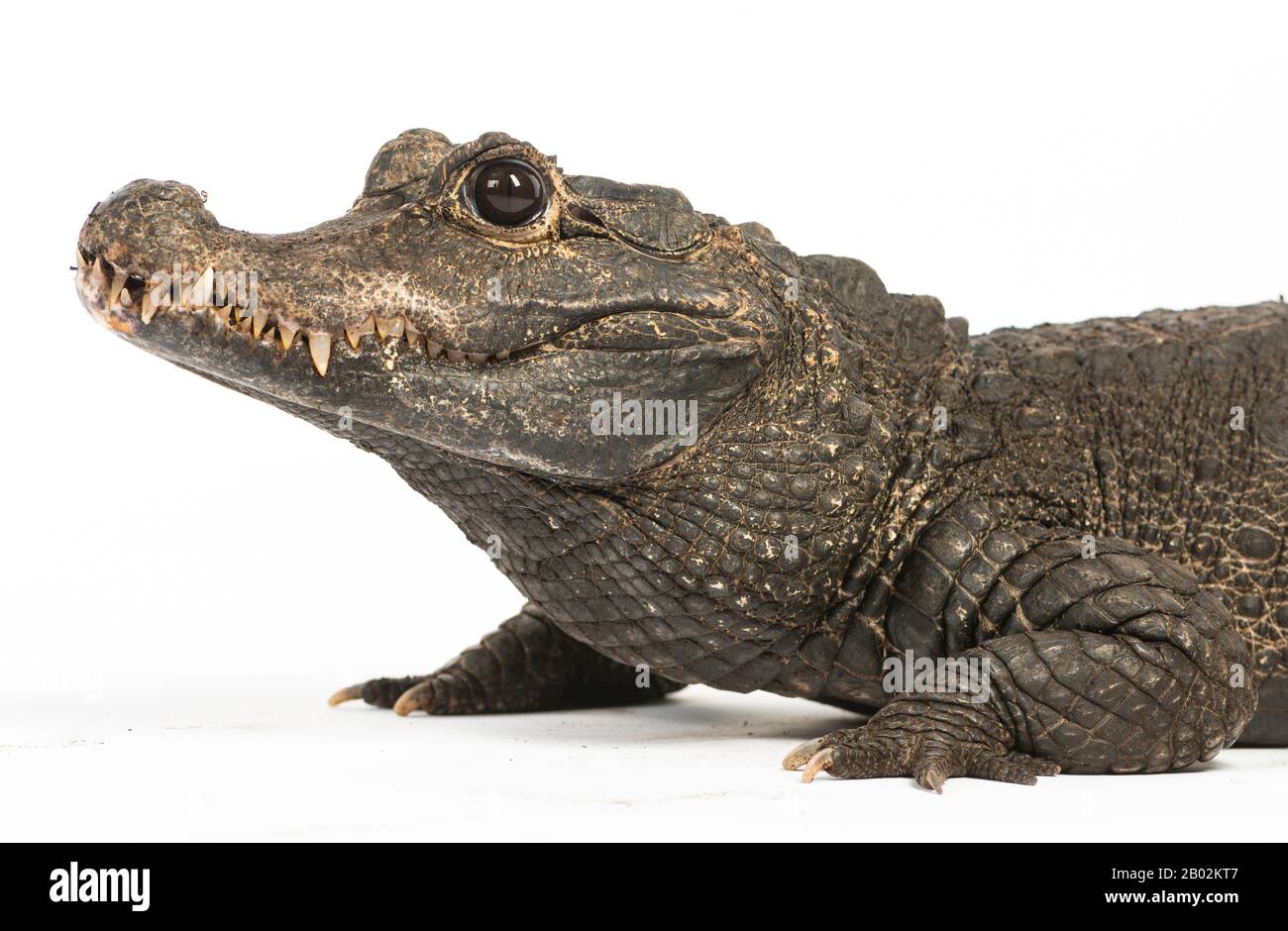 Dwarf crocodile, Osteolaemus tetraspis, isolated on white Stock Photo ...