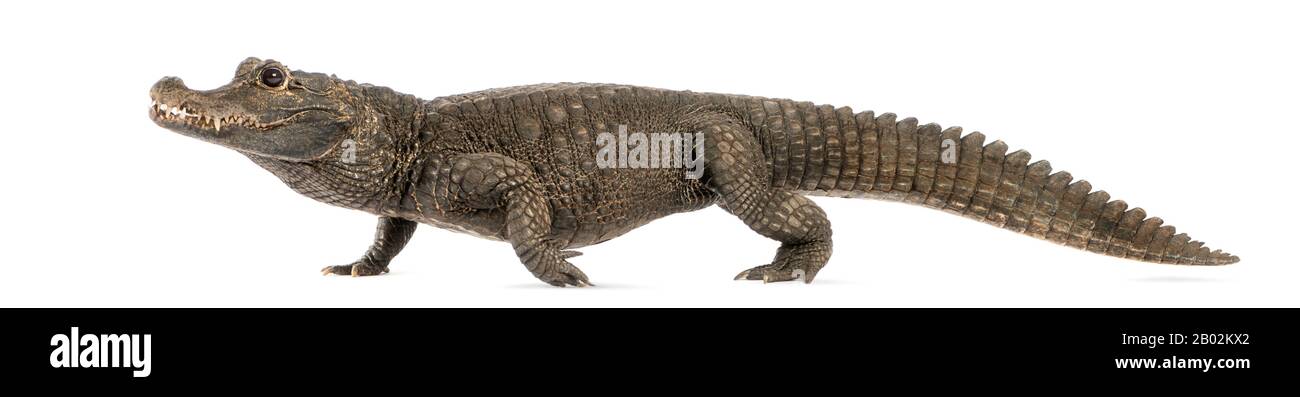 Side view of a Dwarf crocodile walking, Osteolaemus tetraspis, isolated ...