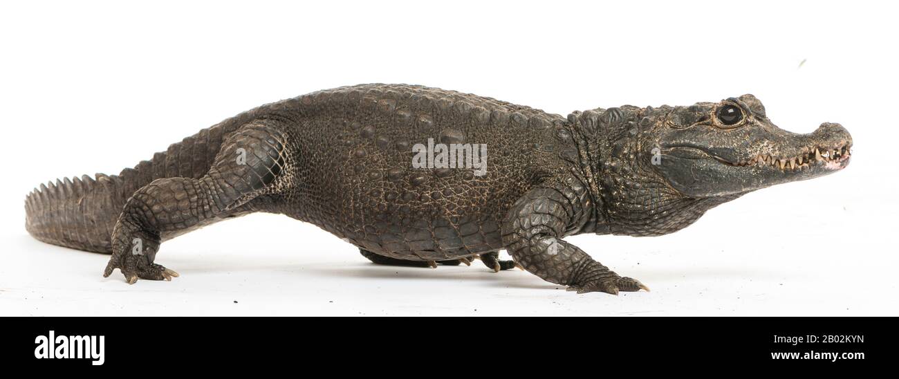 Dwarf crocodile, Osteolaemus tetraspis, isolated on white Stock Photo ...