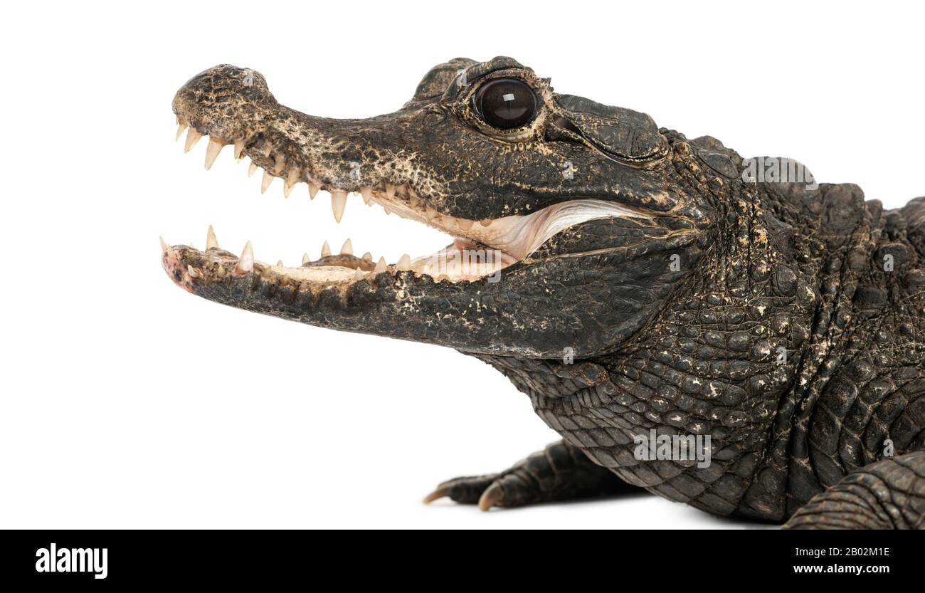 Crocodile profile open mouth hi-res stock photography and images - Alamy