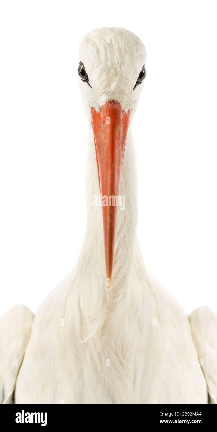 Close-up of a White stork facing, looking at the camera, Ciconia ...