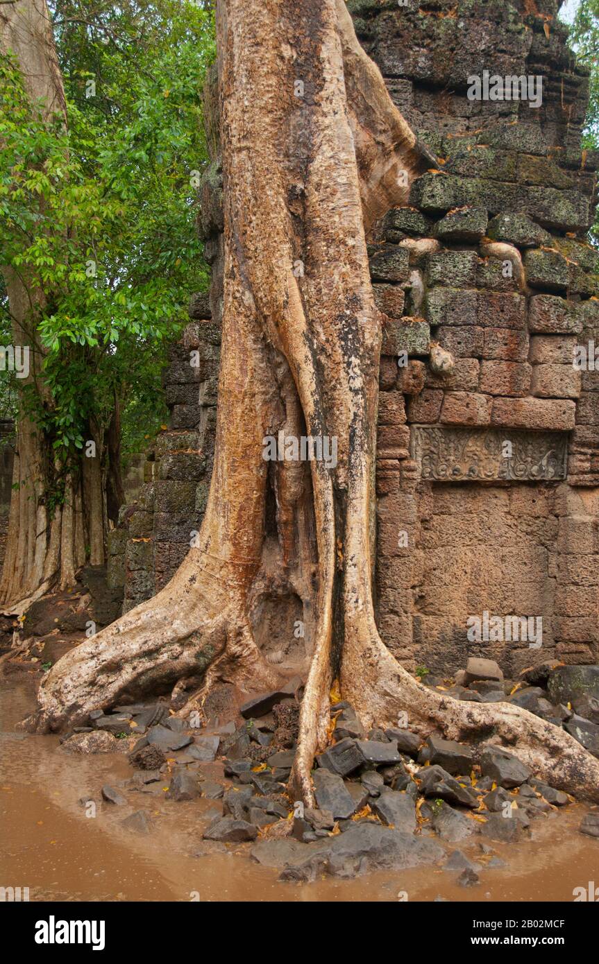 Two species predominate hi-res stock photography and images - Alamy