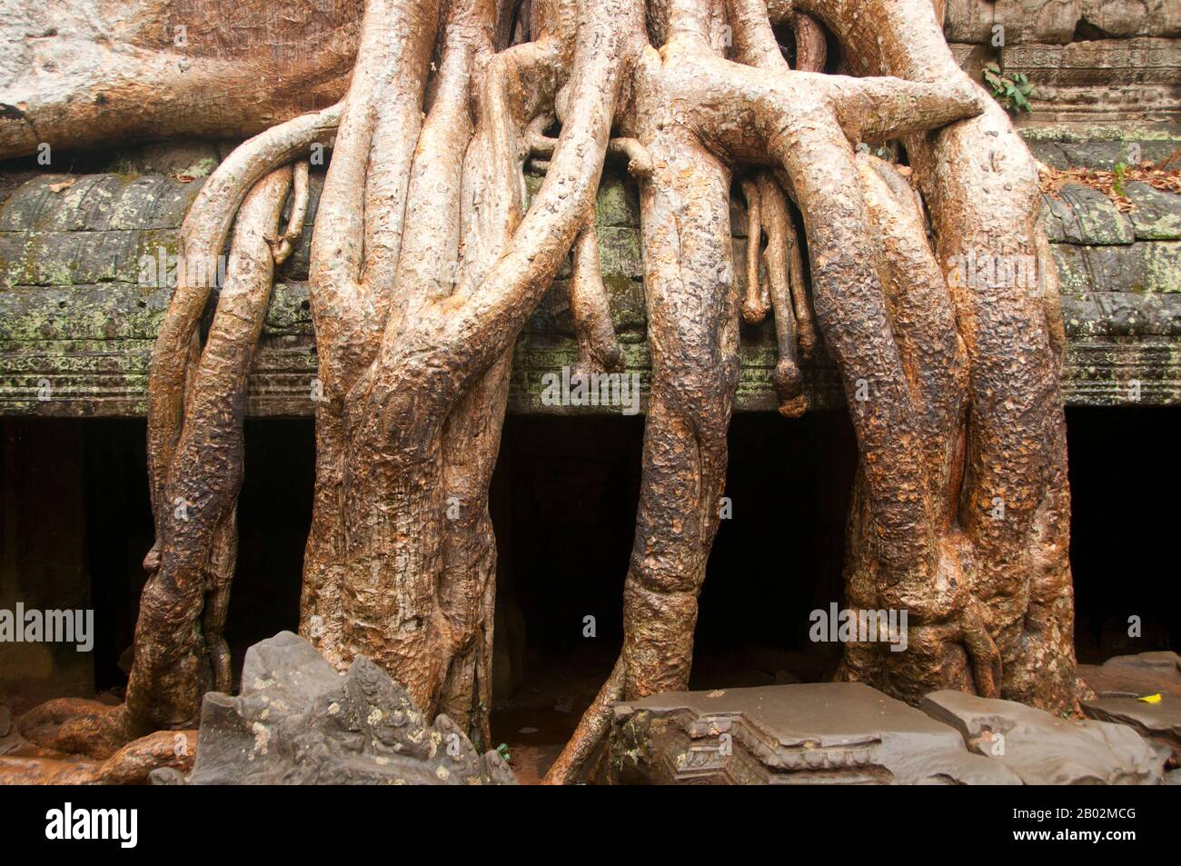Tetrameles tree tetrameles nudiflora trees hi-res stock photography and ...