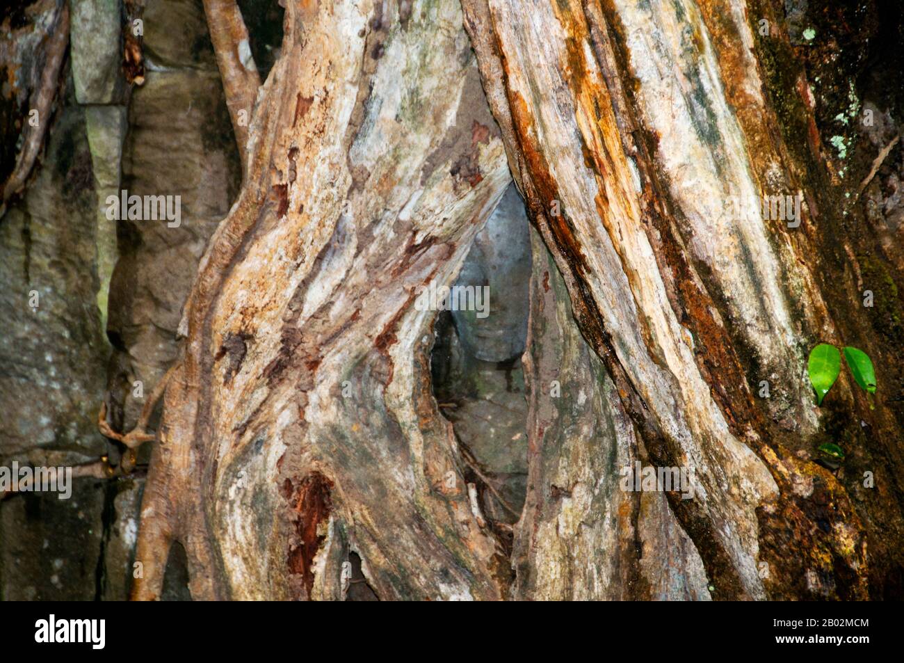 Two species predominate hi-res stock photography and images - Alamy